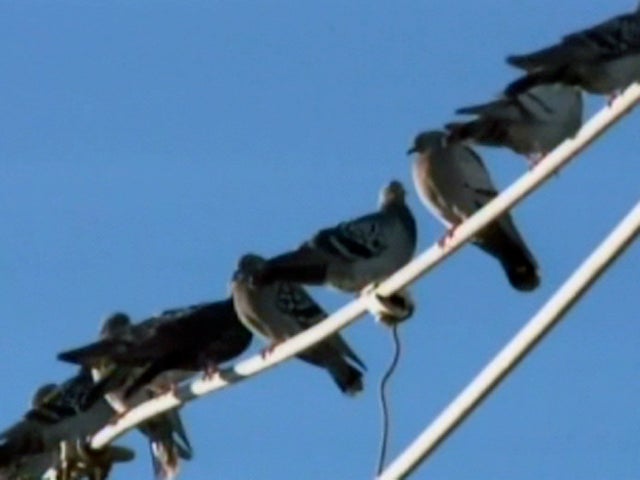 Pigeon Droppings Cause Roof To Crash - CBS News