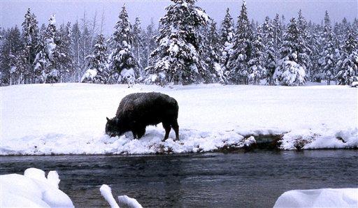 Gov't Prepares For Yellowstone Bison Slaughter - CBS News
