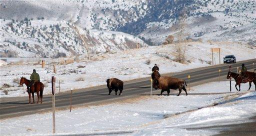Bison Slaughter Challenged As Habitat Effort Flops - CBS News