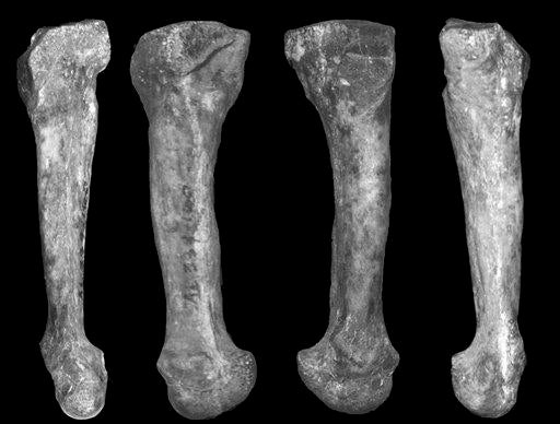 Kin Of Famous Lucy Had Feet Like Modern People - CBS News