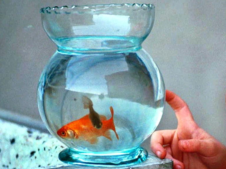 Robber Killed Goldfish, "Didn't Want to Leave Any Witnesses," Say Cops ...