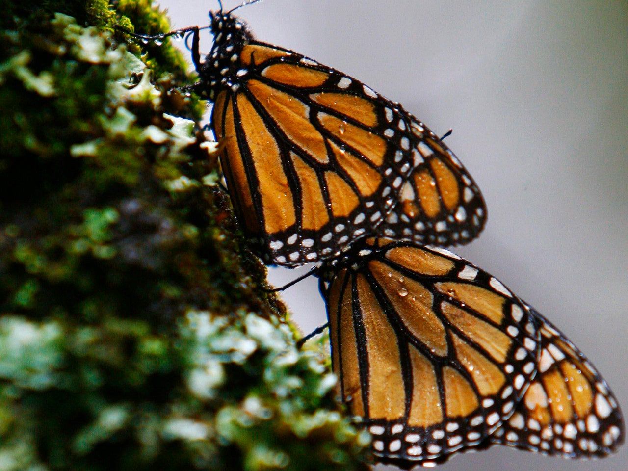 Monarch Butterfly Numbers Soar Higher - CBS News