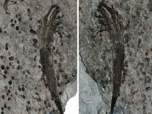 Strange Fossil Findings Cast Evolution in New Light - CBS News