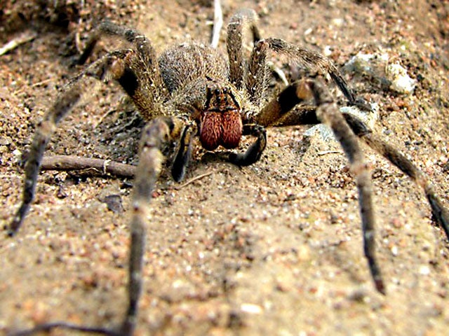 Spider venom better than Viagra? What guys should know first - CBS News