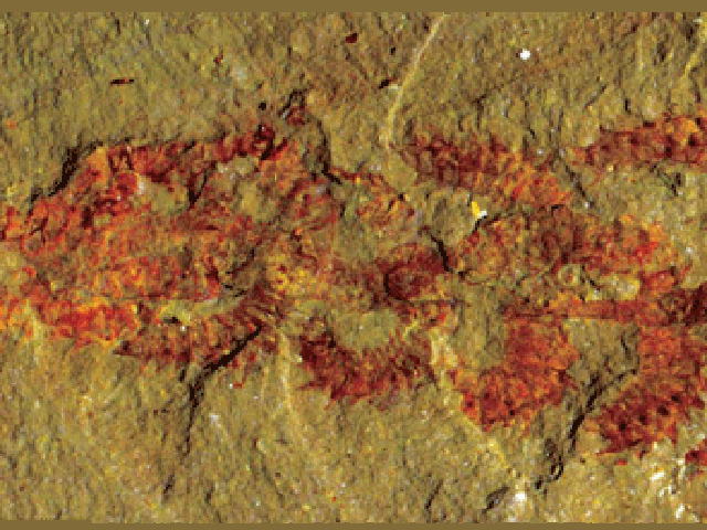 Ancient remains found of "Walking Cactus" - CBS News