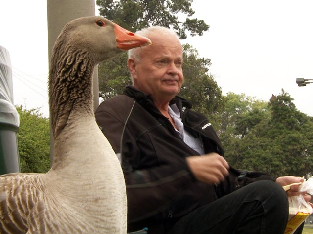 Man and a goose form unlikely friendship - CBS News