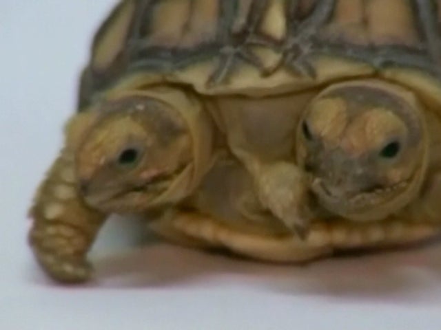 Meet Magdalena the two-headed, five-legged tortoise - CBS News