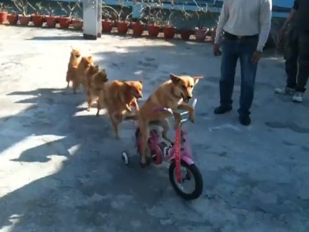 LOL: Incredible dog rides tricycle, leads six-dog conga line - CBS News