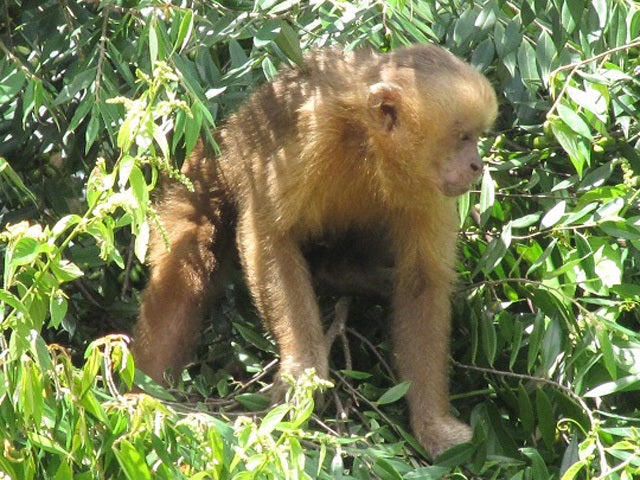 Rare Brazilian monkeys' ingenious snack strategy - CBS News