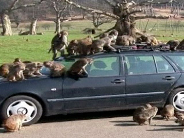 Monkey business destroys Mercedes - CBS News