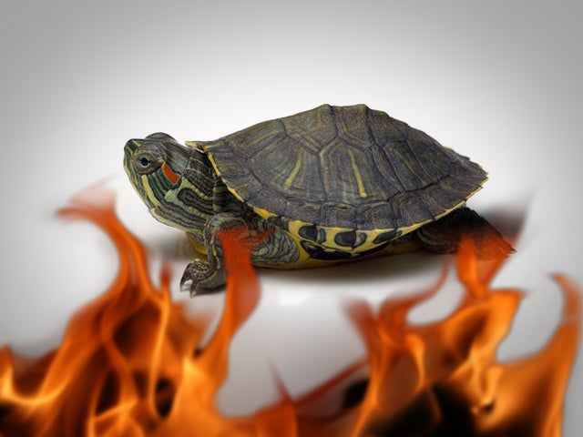 Turtle sparks fast-moving fire in NYC apartment - CBS News