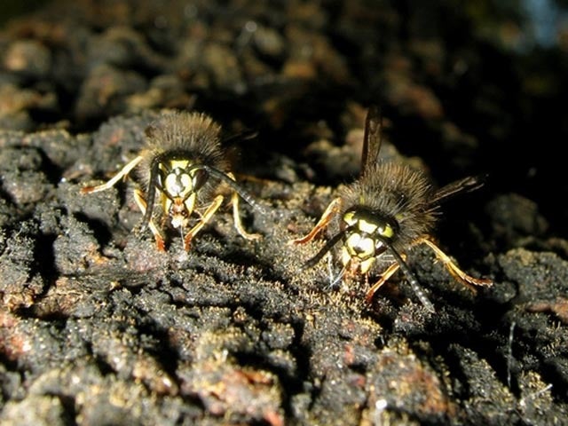 Bombs away: Angry wasps airdrop intruders - CBS News