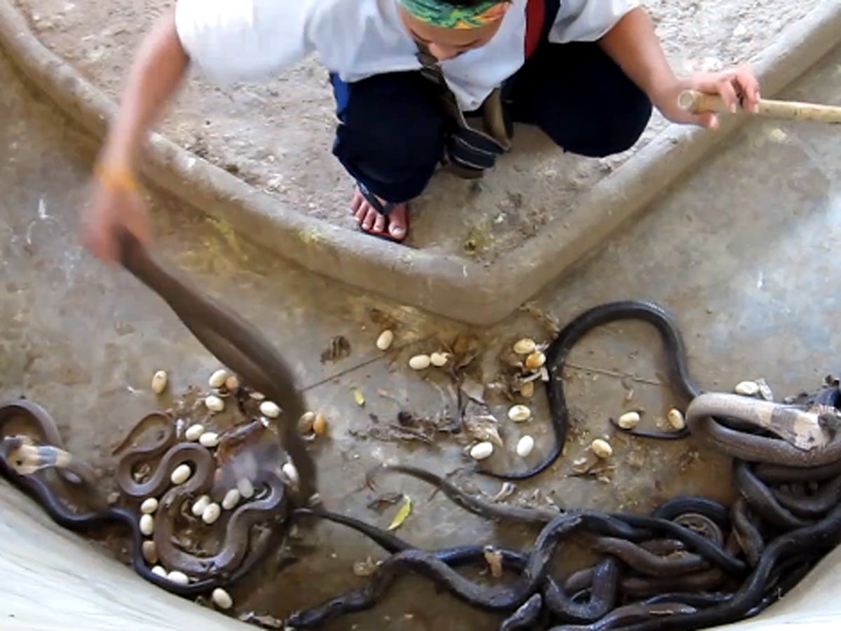 WOW: Man cleaning up a cobra pit has absolutely no fear - CBS News
