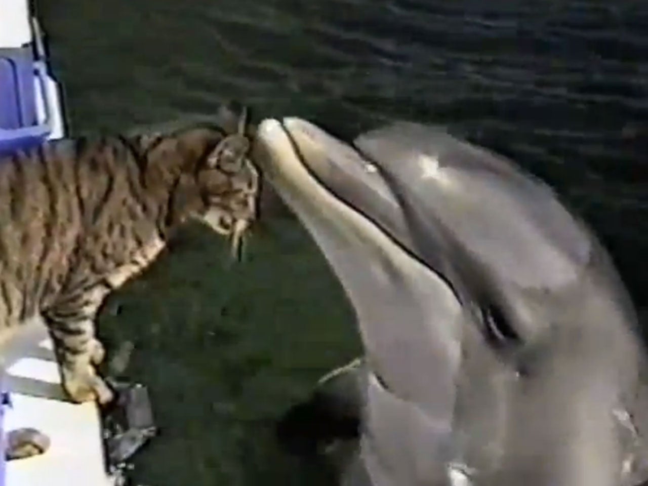 Adorable: Cat and dolphins play together - CBS News