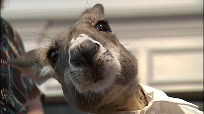 Paralyzed kangaroo helped by anonymous donor - CBS News