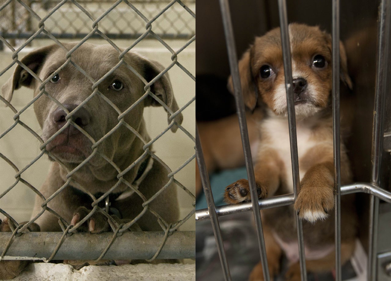 Pets displaced by tornadoes await reunions - CBS News