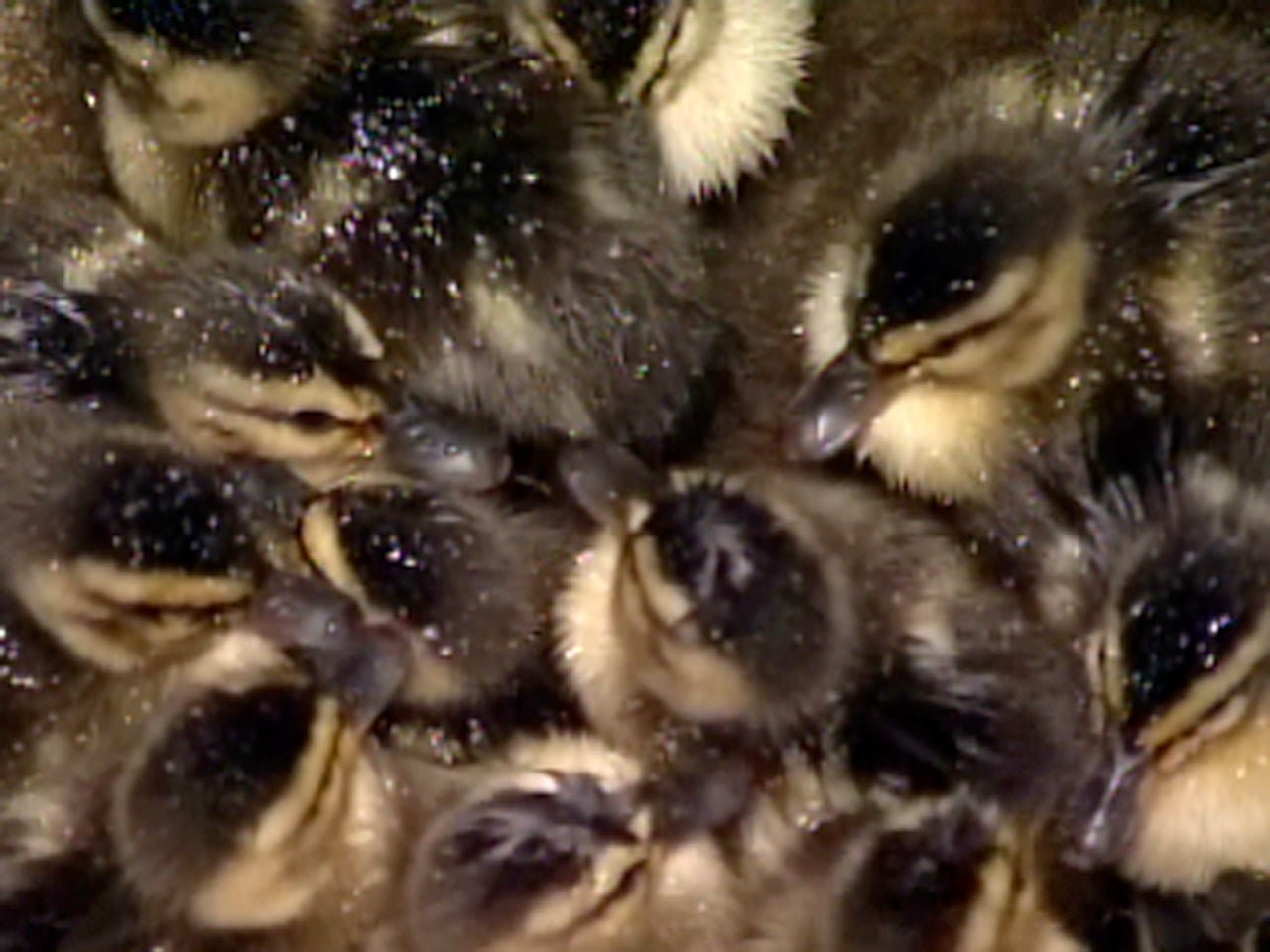 Lost ducklings rescued by local news reporter - CBS News