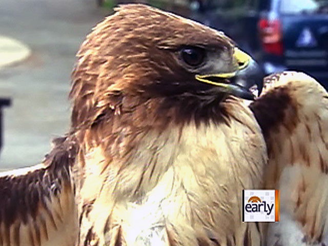 Hawk attacks man at Tufts Univ. - CBS News
