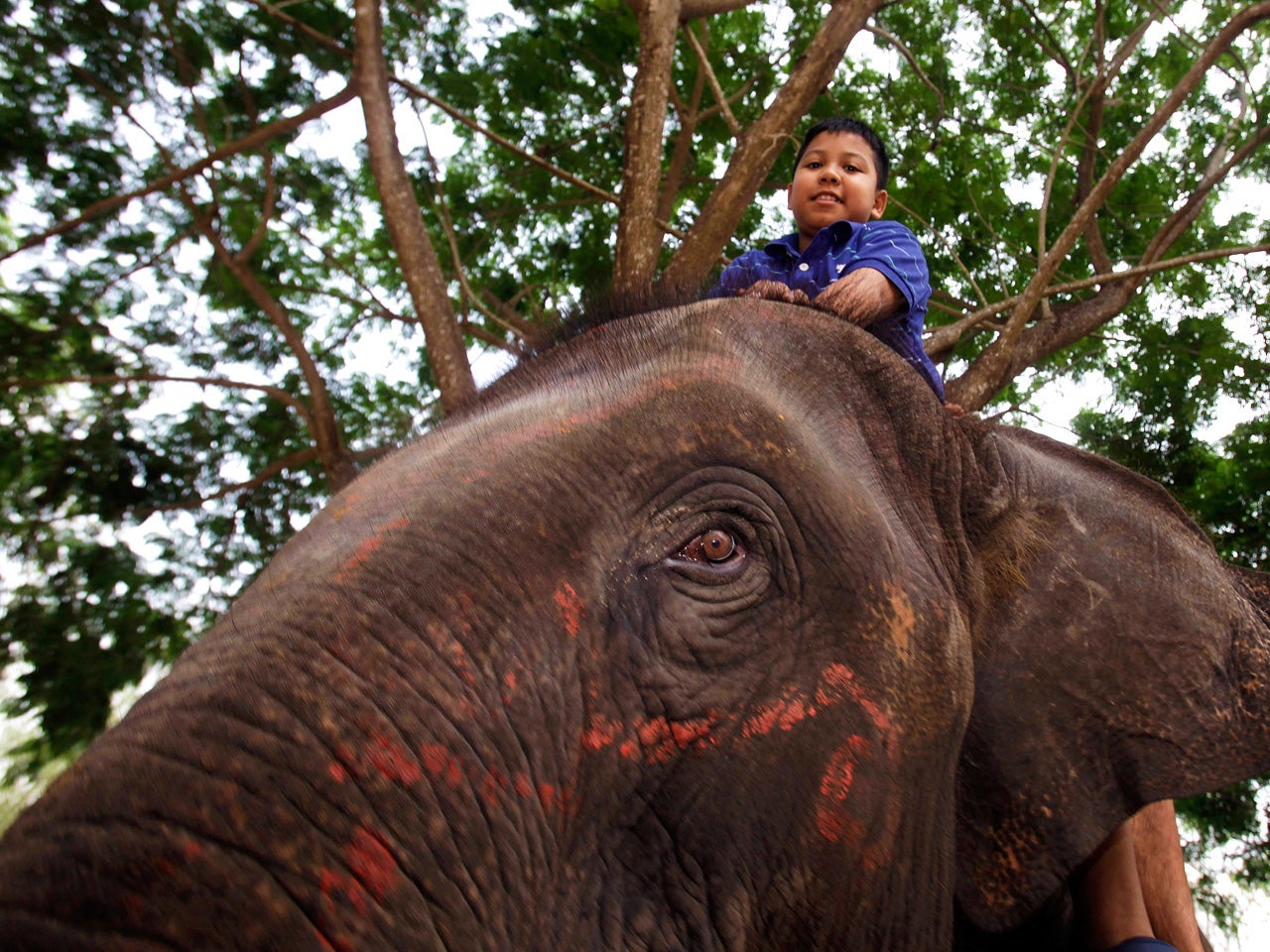 Elephants help autistic children in Thailand (PICTURES) - CBS News