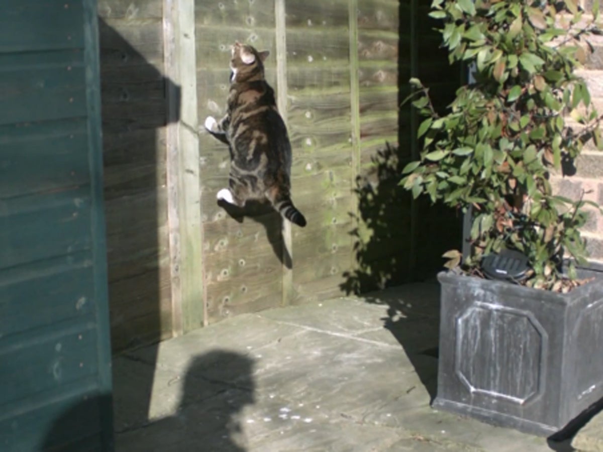 WOW: Gravity-defying cat filmed in slow-motion - CBS News