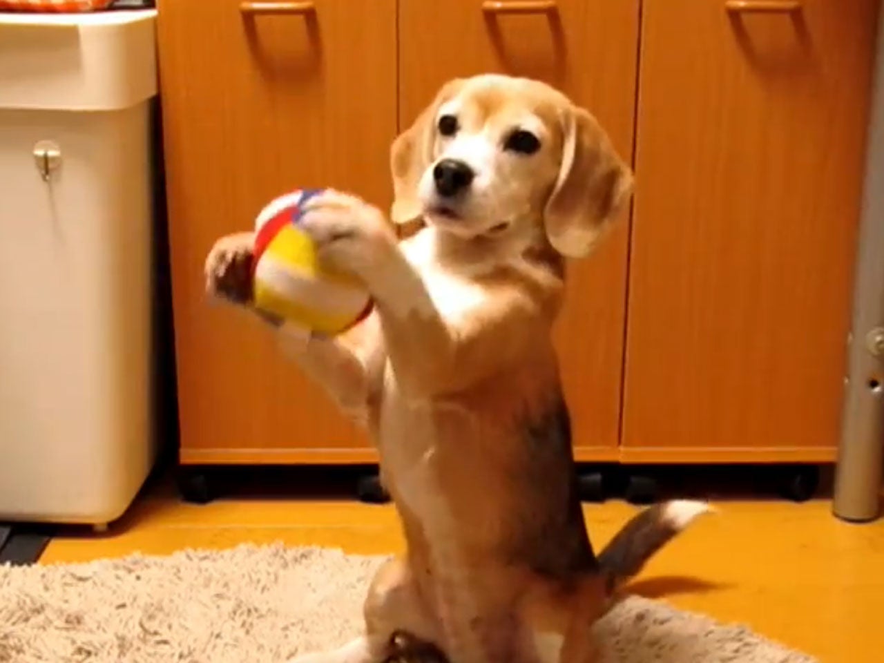 This ball-catching beagle is ready for the beach - CBS News