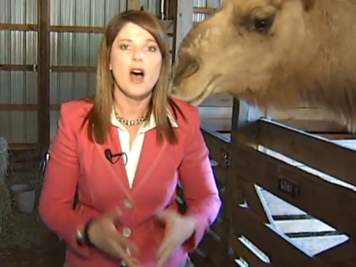 Hilarious: News reporter attacked by camel during standup - CBS News