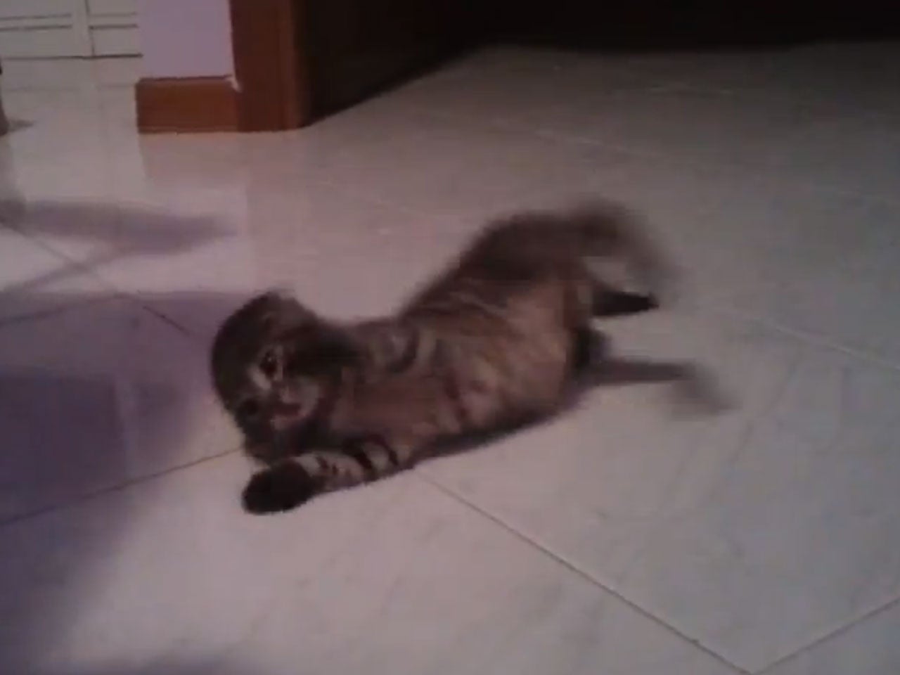 Flexible feline will cat-flip into your heart - CBS News