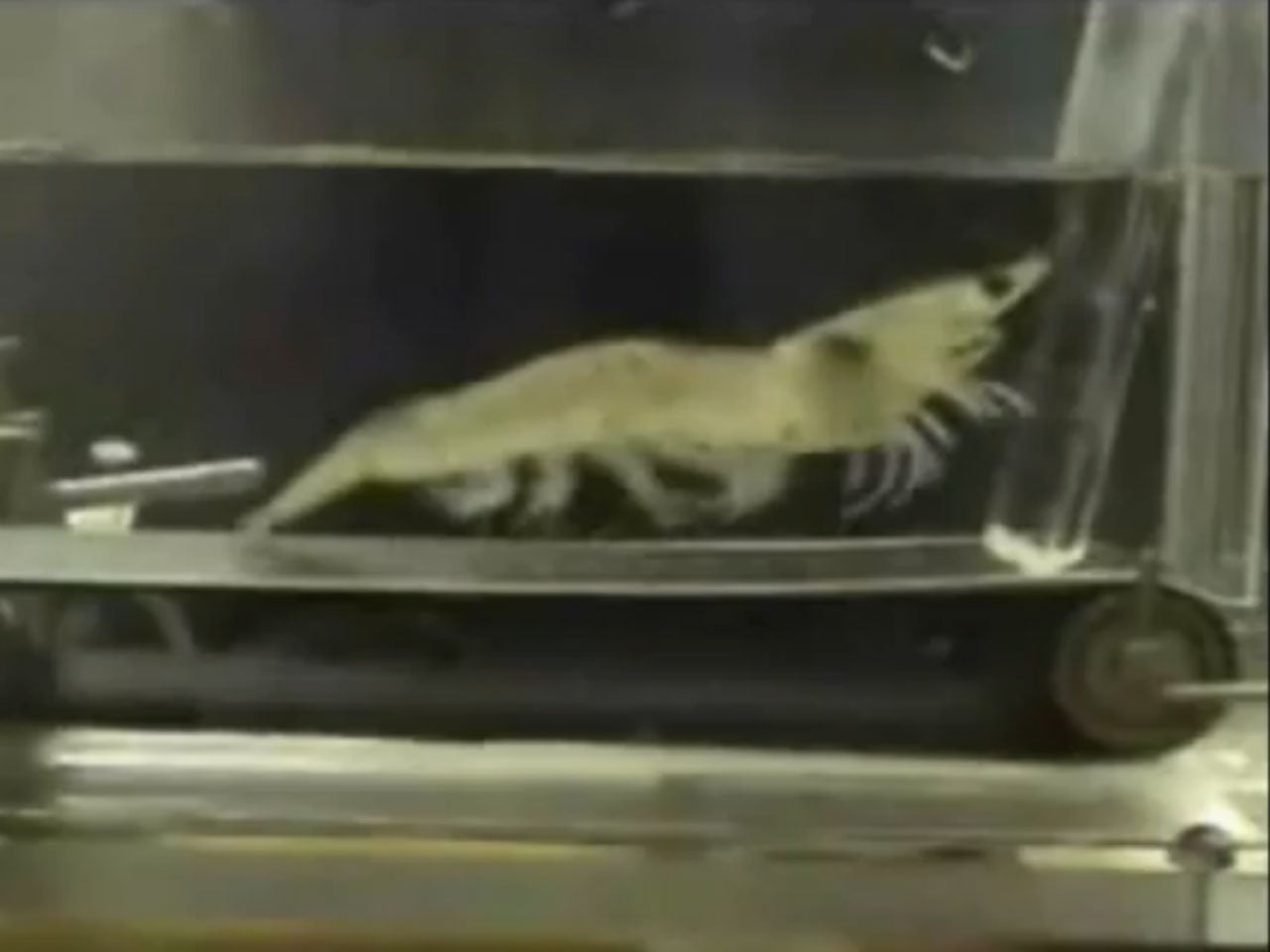 Shrimp running on a treadmill to "Eye of the Tiger" - CBS News
