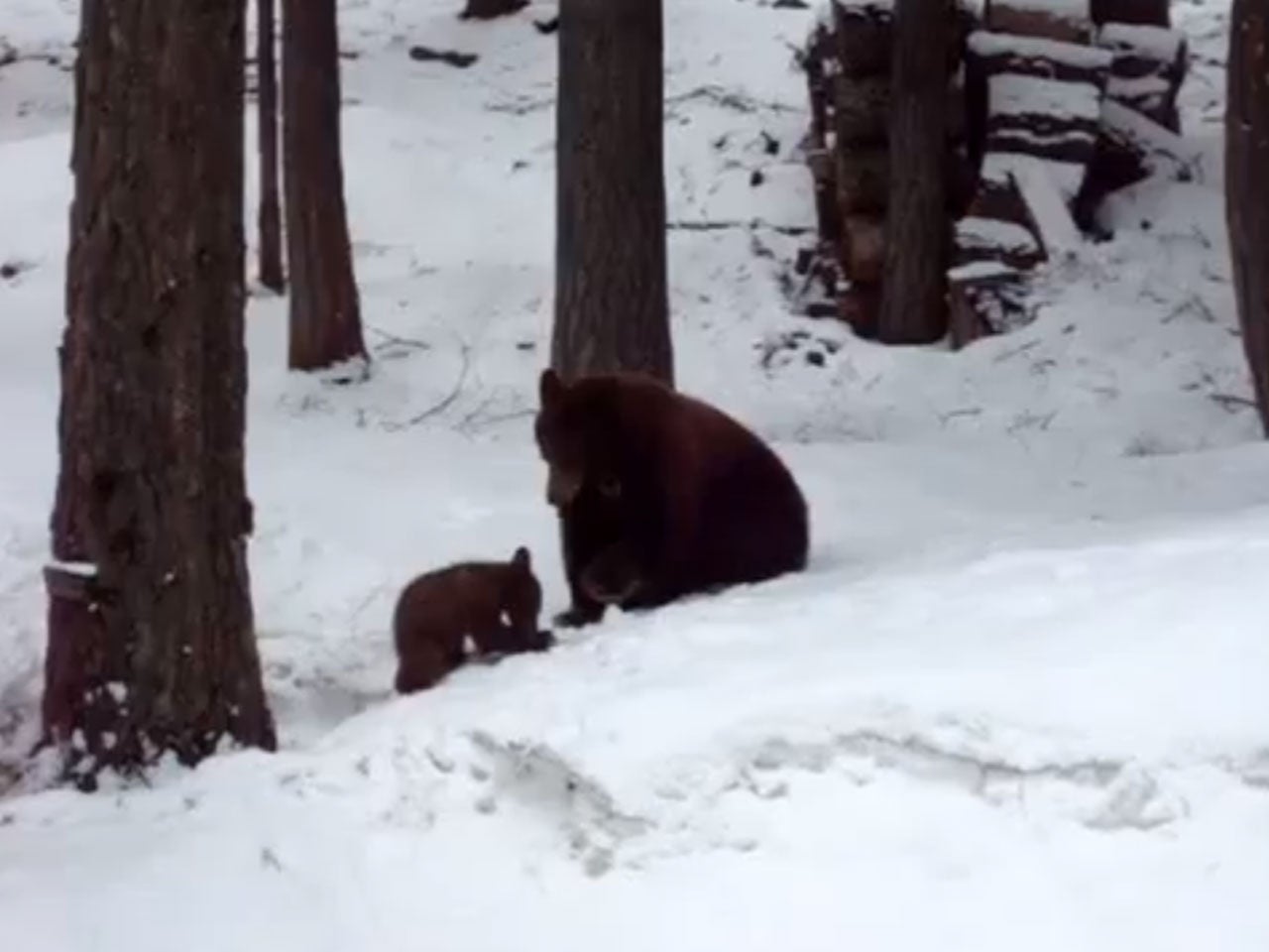 Mama Bear Plays With Her Cub Cbs News