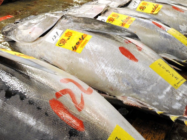 Bluefin tuna kept off endangered species list - CBS News