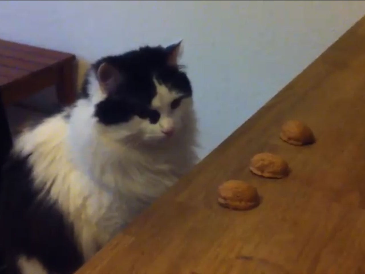 Clever cat plays the shell game and wins - CBS News