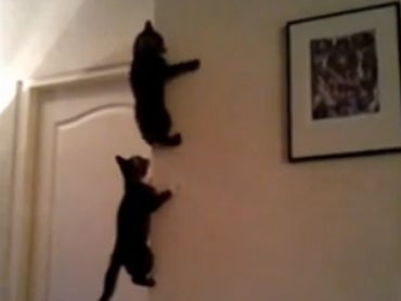 Spider-Cats: Cute kittens bouncing off the walls (literally) - CBS News