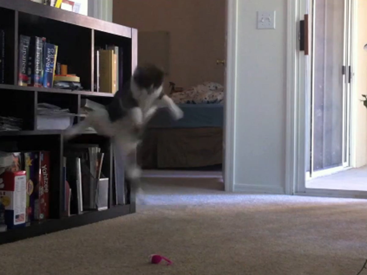 Cautious cat meets musical mouse (with dancing) - CBS News