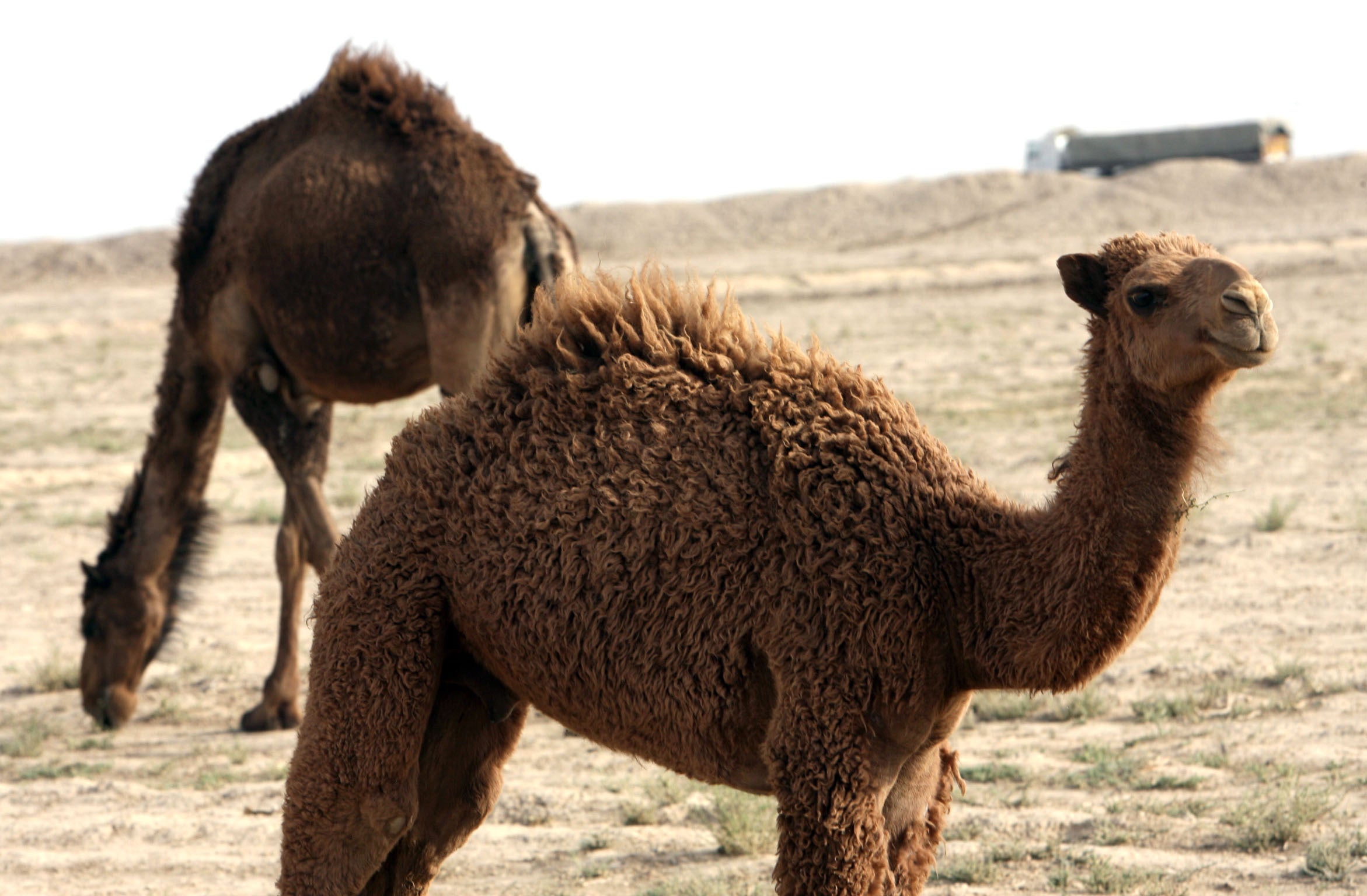 Kill a camel, save the environment? - CBS News