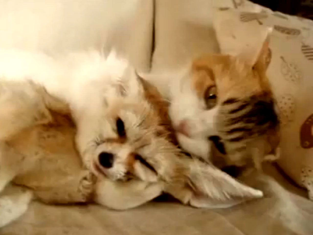 The Fox and the Cat: This summer's adorable blockbuster - CBS News