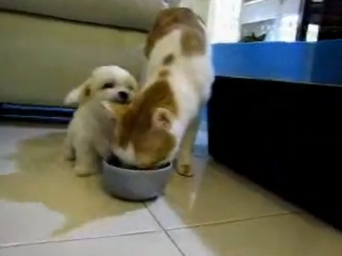 Cat gets harassed by puppy trying to eat her ear - CBS News