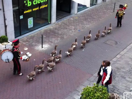 Flock of geese is honored with a parade - CBS News