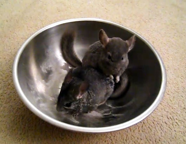 Enjoying the Chinchilla Spa - CBS News