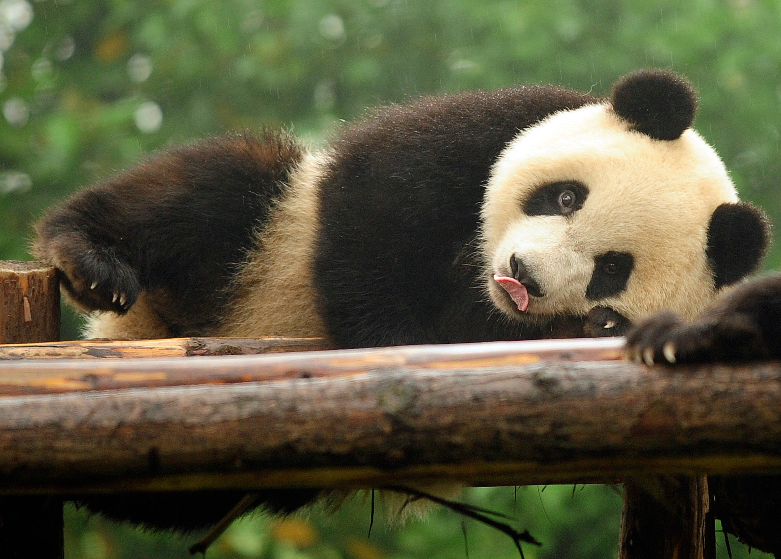 Count on cute: China kicks off panda census - CBS News