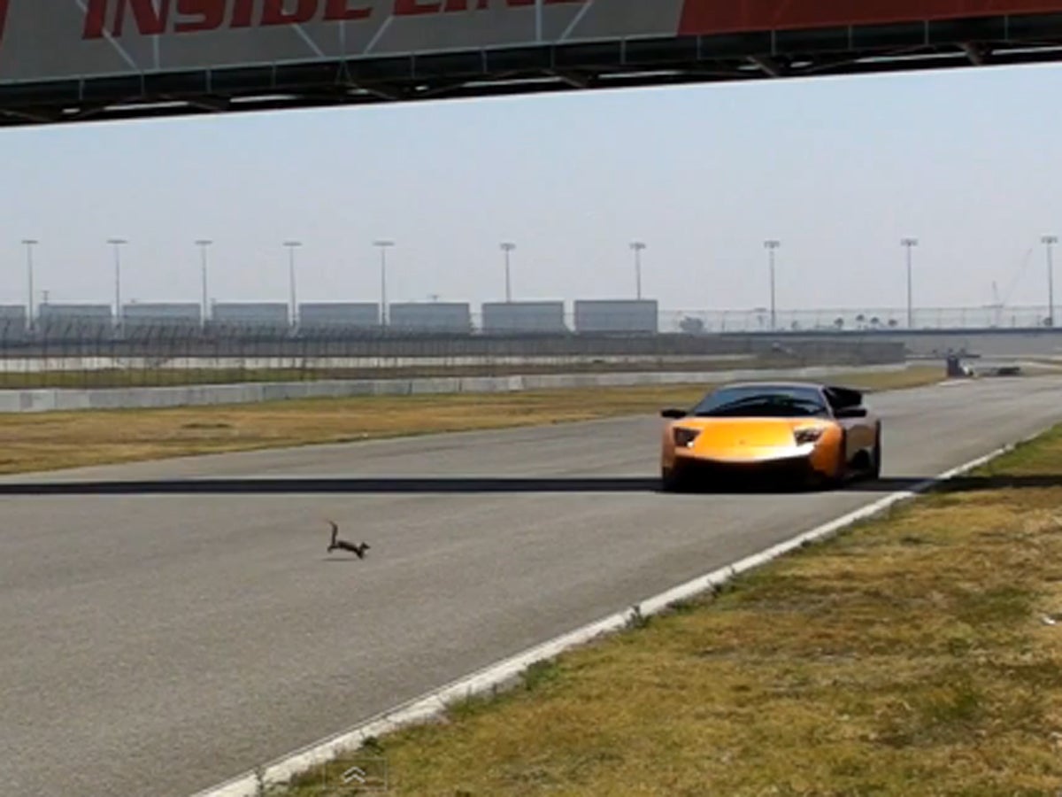Meet the luckiest squirrel to ever run across a race track - CBS News