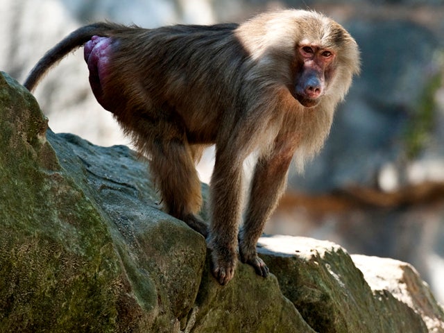Baboons can learn to spot real words, study says - CBS News