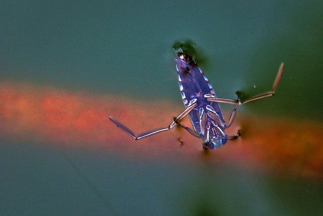 Water boatman: Loudest animal per pound champ - CBS News
