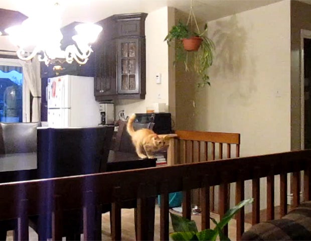 Collection of cat jumping FAIL moments! - CBS News