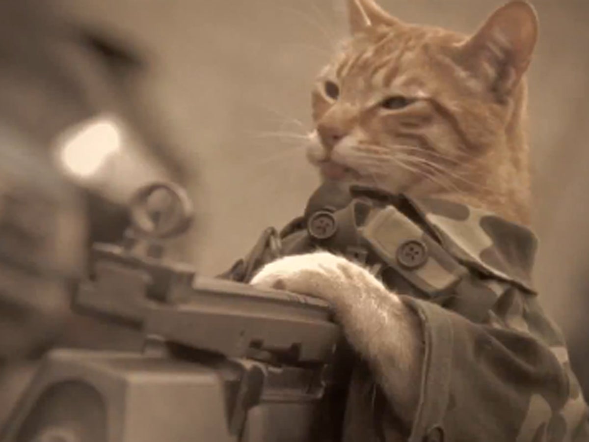 "Medal of Honor Cat" mixes felines and war into comedy gold - CBS News