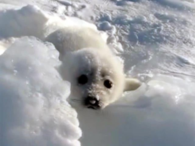 Adorable seal remix may actually be too much cute - CBS News