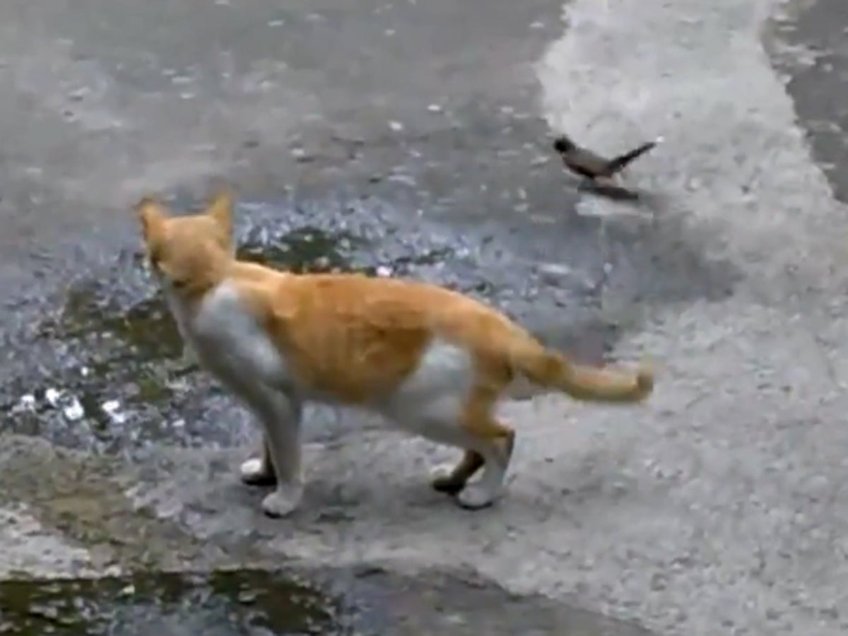 Cat reacts very cooly to a bird attacking him - CBS News