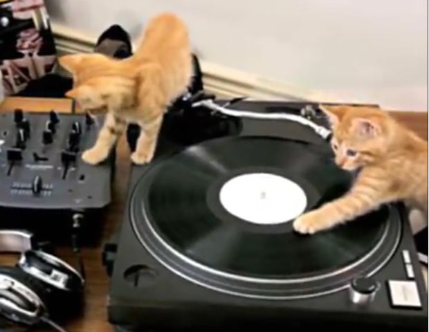Kitten DJs spin away your case of the Mondays! - CBS News