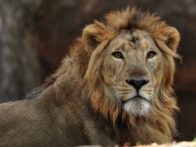 How to avoid becoming a lion's dinner - CBS News