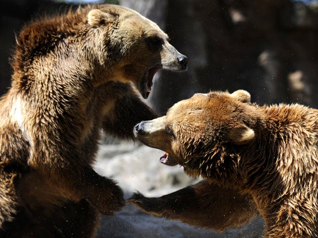 Bear-mauling victims listed in serious condition - CBS News