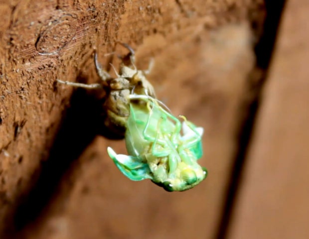 Aliens do exist, wait that's a cicada molting - CBS News